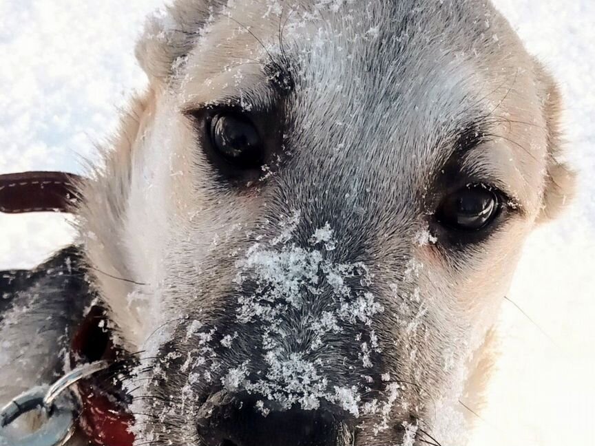 Щенок девочка в добрые руки