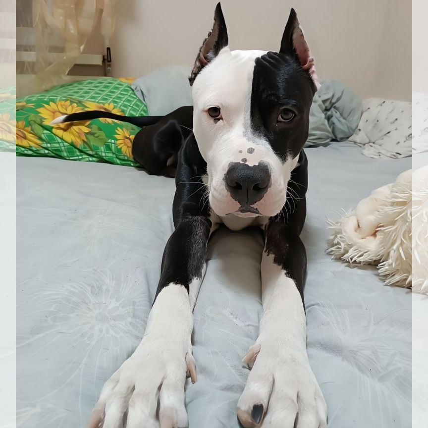 Американский стаффордширский терьер, взрослый пёс