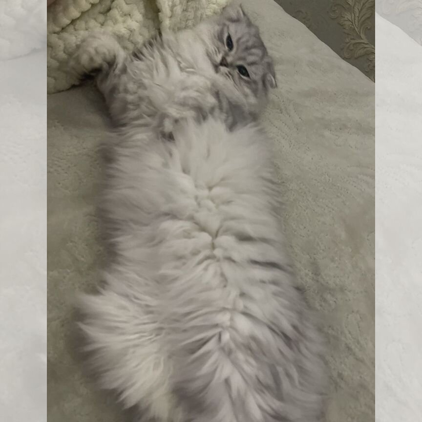 Британский вислоухая кошка