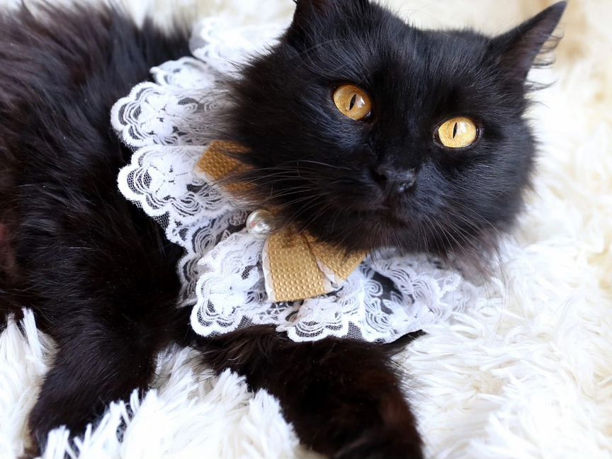 Кошка Матильда 1 год