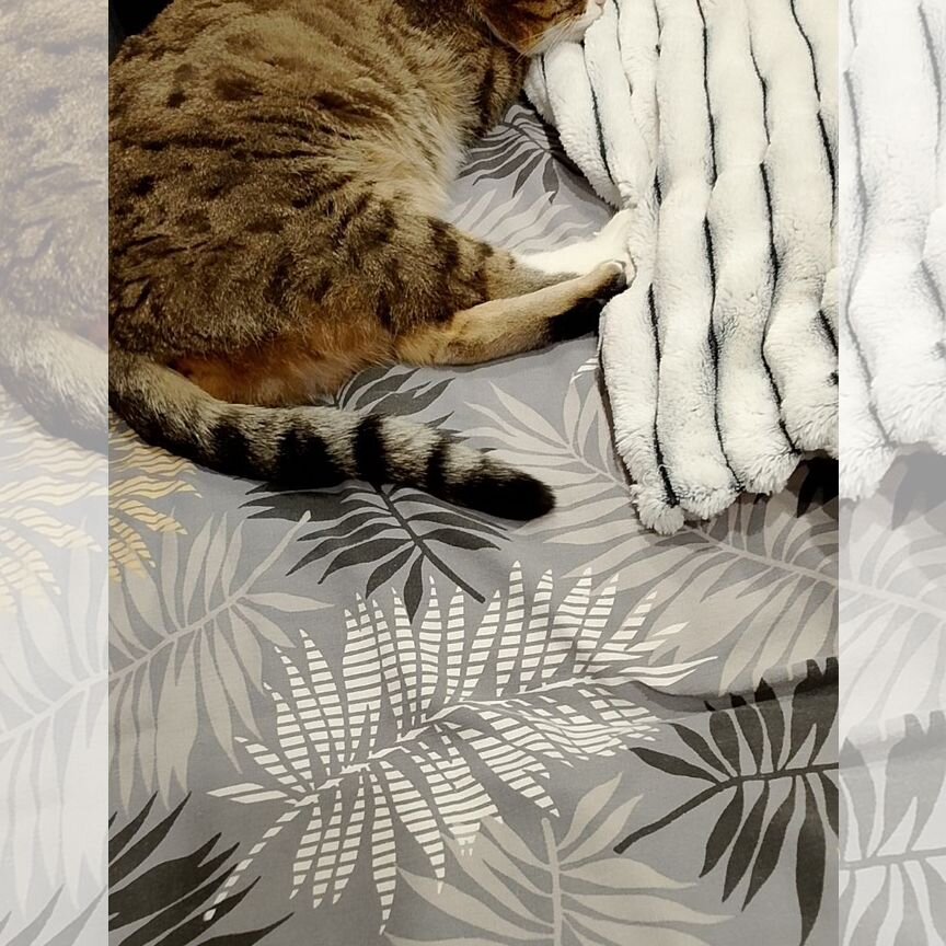 Взрослая, кошка в добрые руки