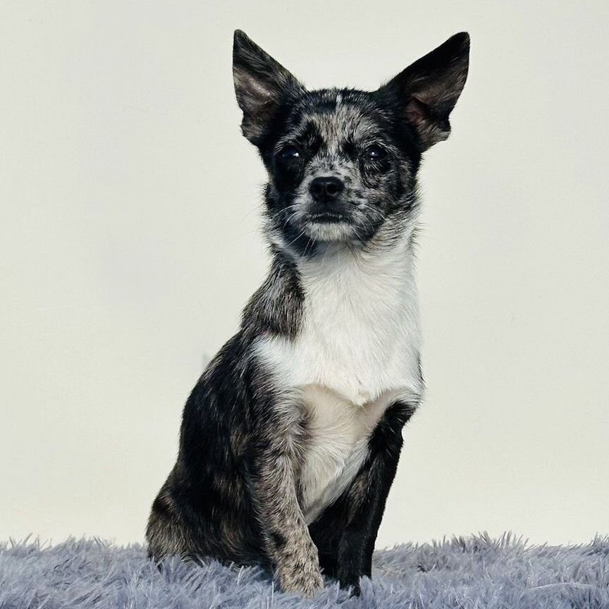 Чихуахуа, взрослая собака