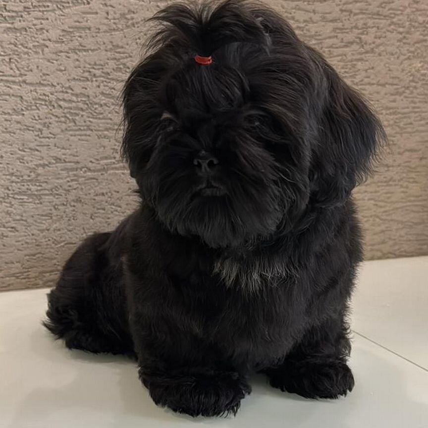 Ши-тцу, щенок