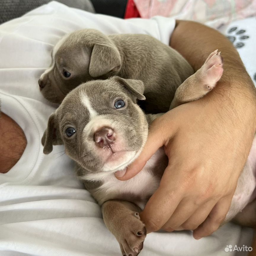 Американский булли покет щенки