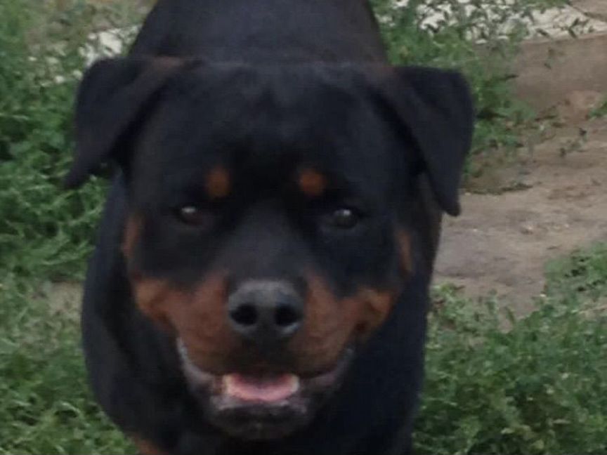 Вязка ротвейлера