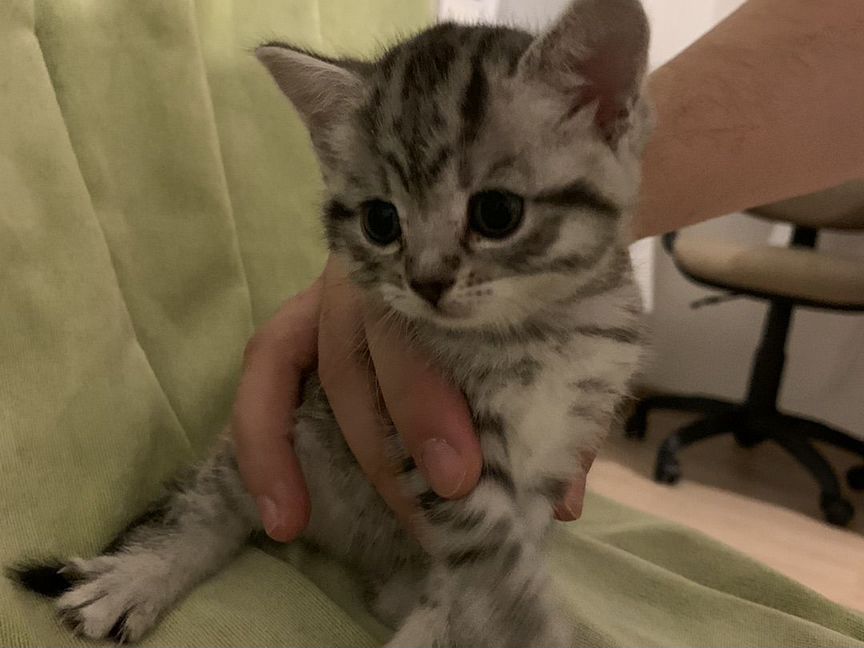 Шотладские котята