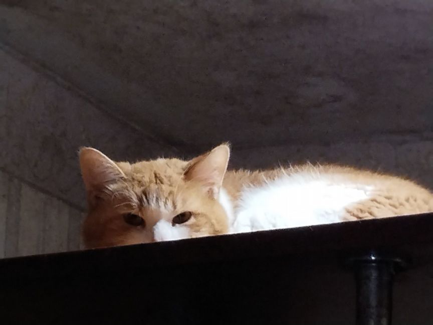 Отдам в хорошие руки кота Рыжик