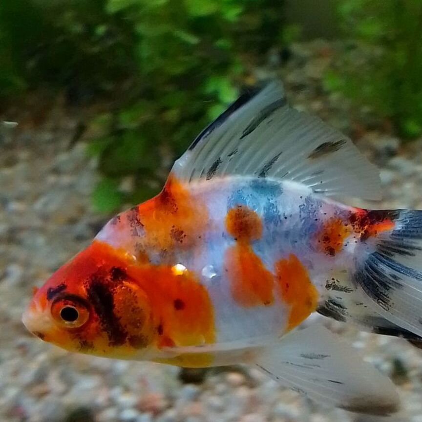 Золотая рыбка