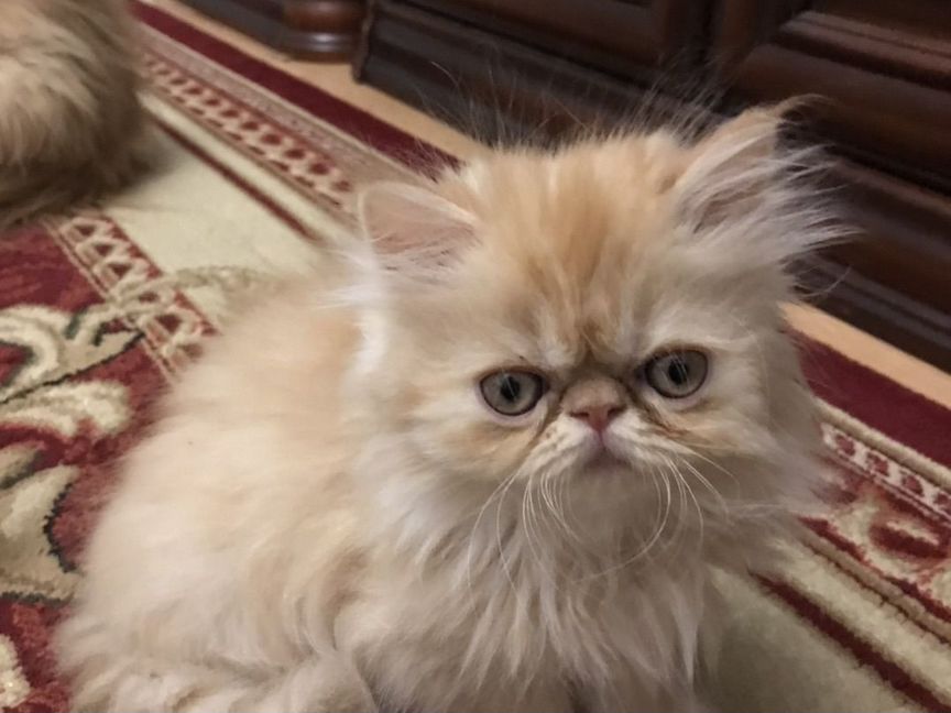 Персидские котята