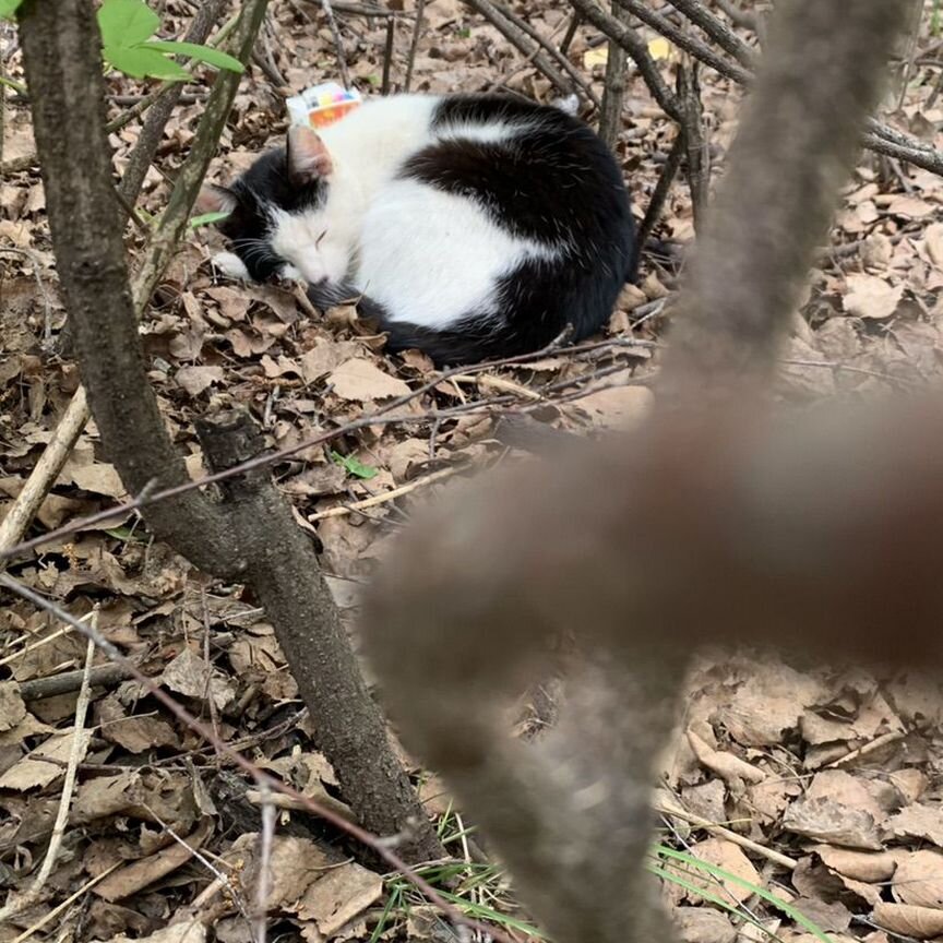 Котик в добрые руки