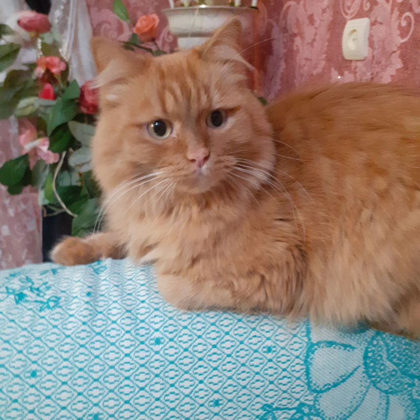 Котик остался без хозяйки,ищет новый дом