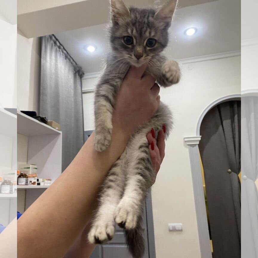 Котёнок в добрые руки