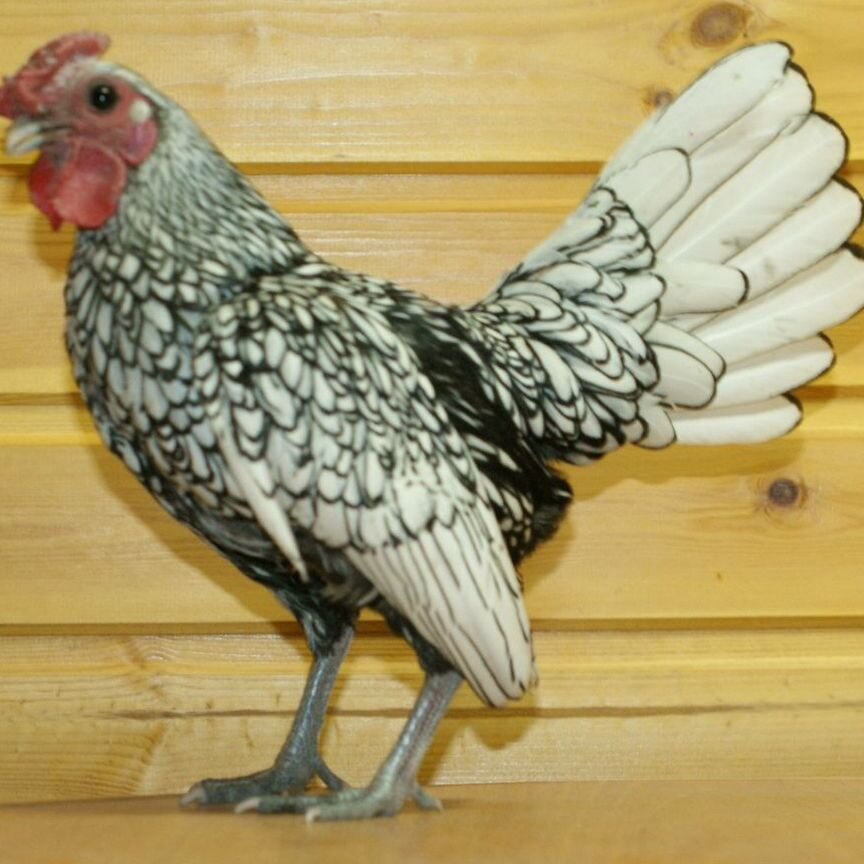 Инкубационное яйцо сибрайт