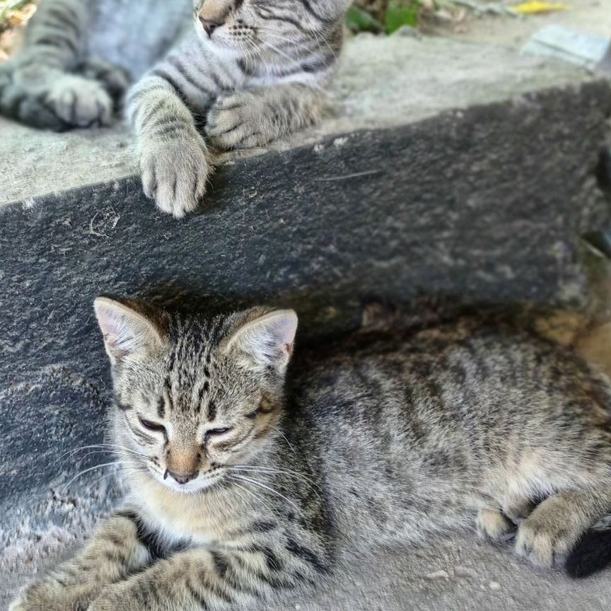 Котята в добрые руки бесплатно п. Багерово