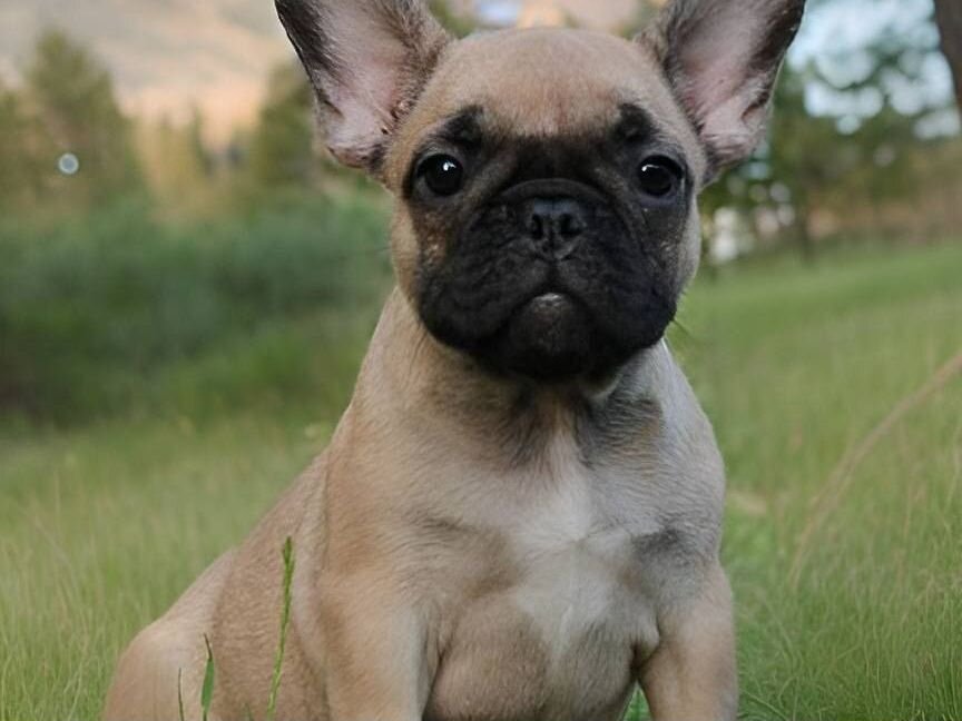 Французский бульдог