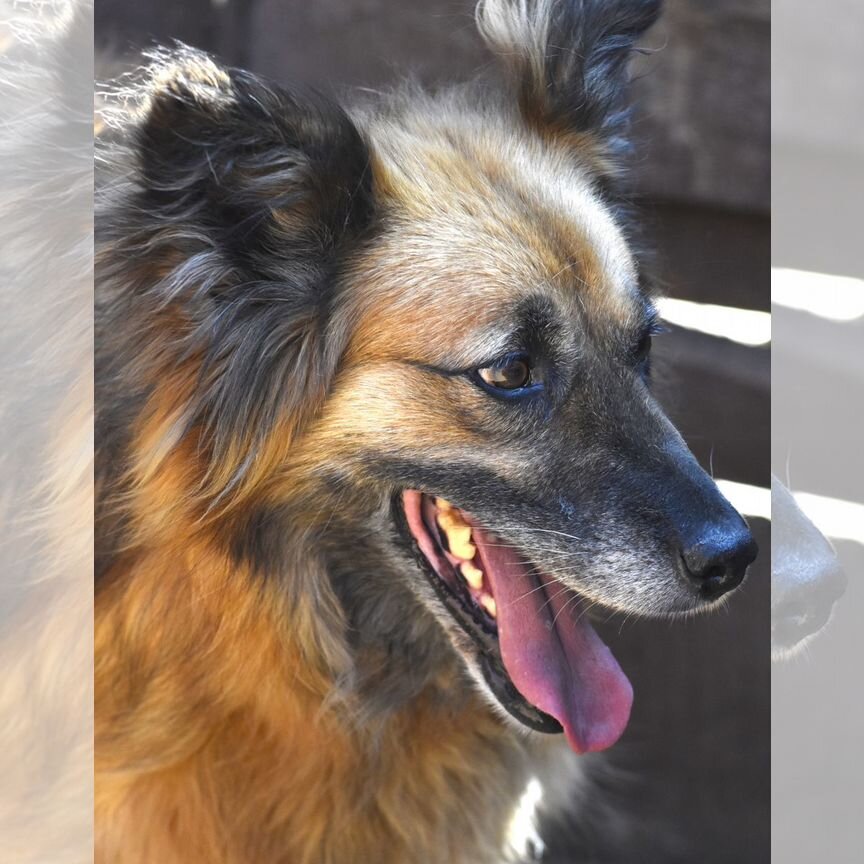 Собака собаки ищу дом