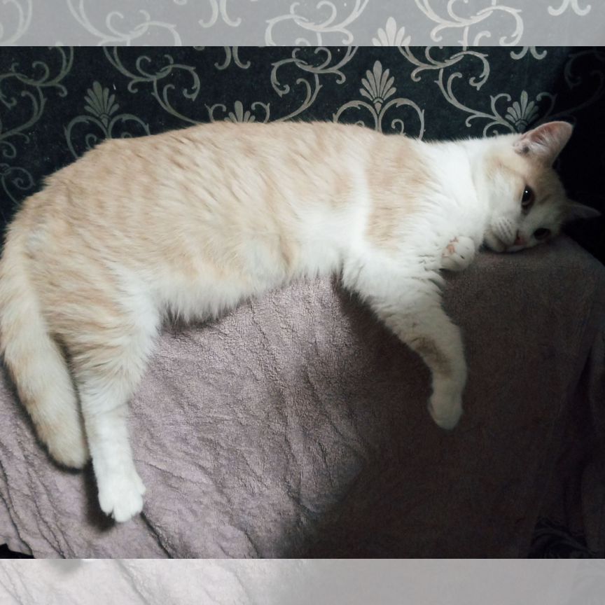 Взрослая, кошка в добрые руки