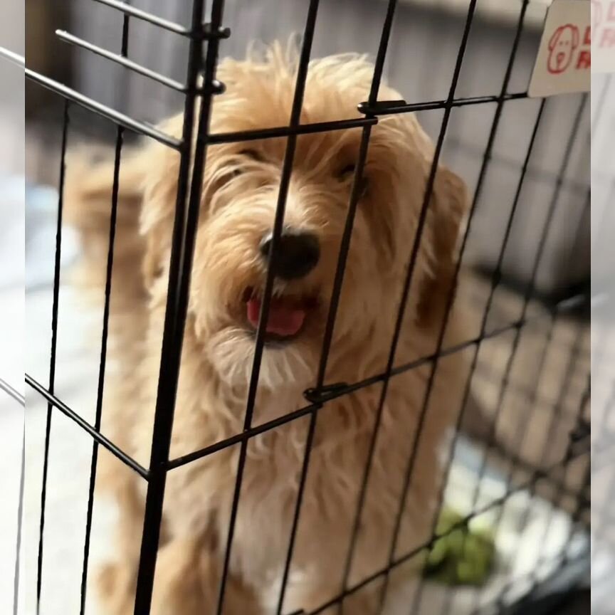 Мальтипу, щенок