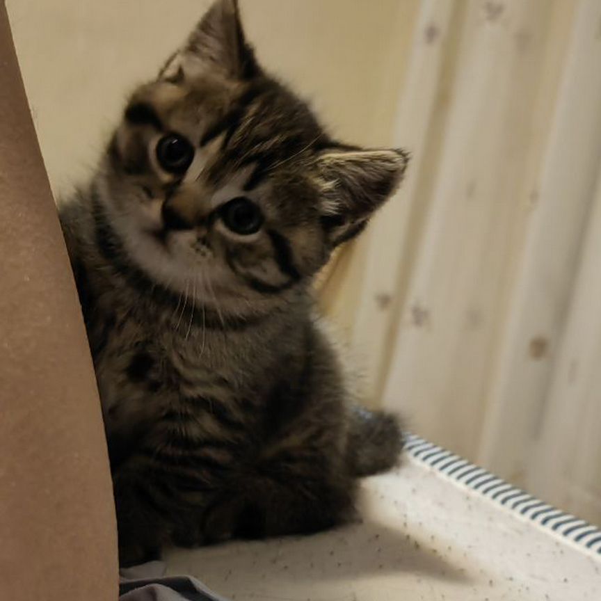 Шотландский вислоухий длинношёрстный котёнок