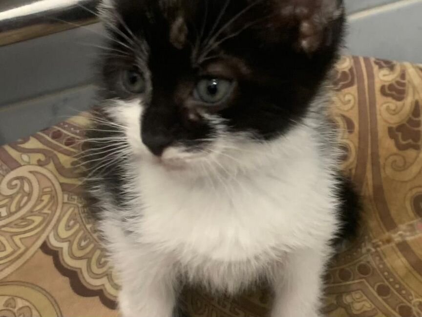 Котенок Гриша в дар