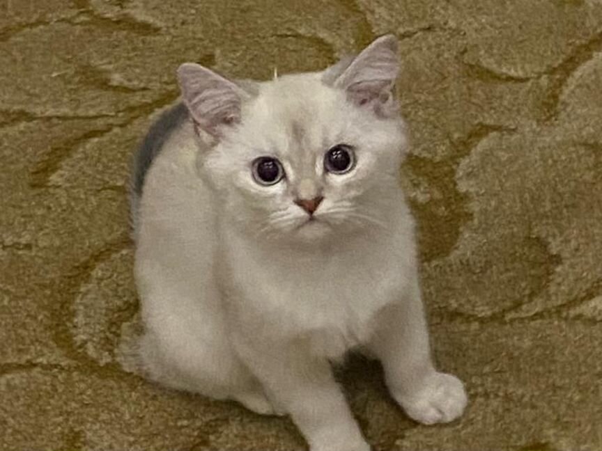 Шотландские вислоухие котята