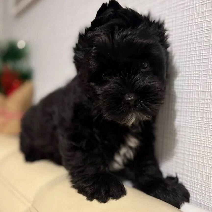 Йоркширский терьер, щенок