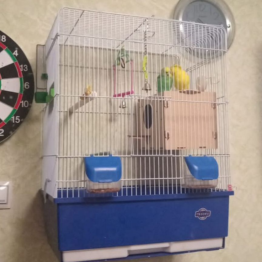 Волнистый попугай с клеткой