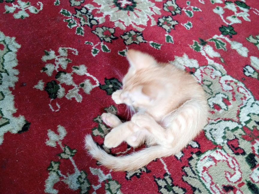 Котята в добрые руки,мальчики,двое рыжих 2 месяца