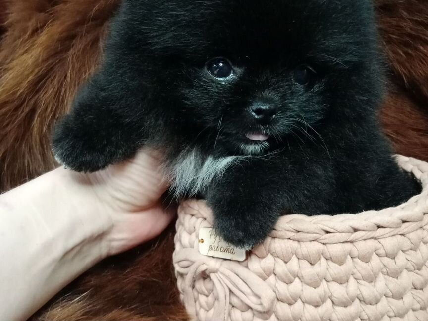 Черный маленький жучок