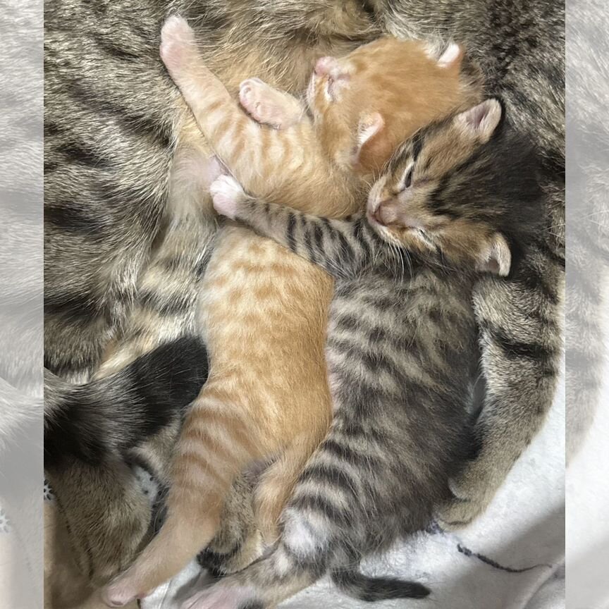 Котёнок в добрые руки