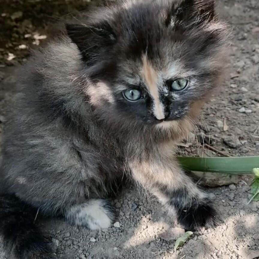 Милые котята