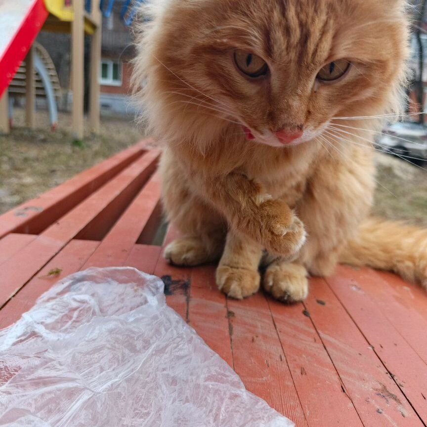 Отдам кота в добрые руки