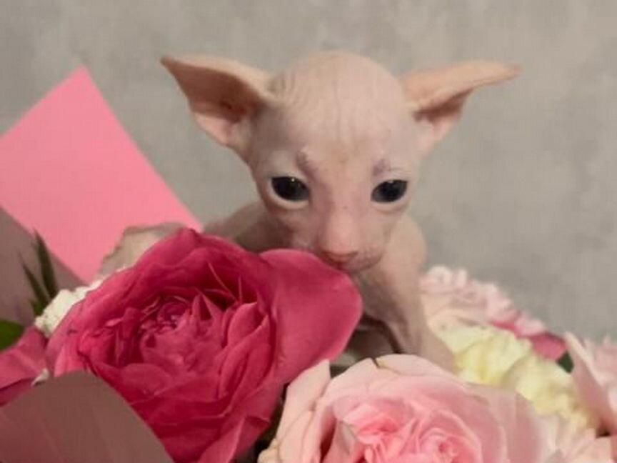 Лысые котята сфинкс