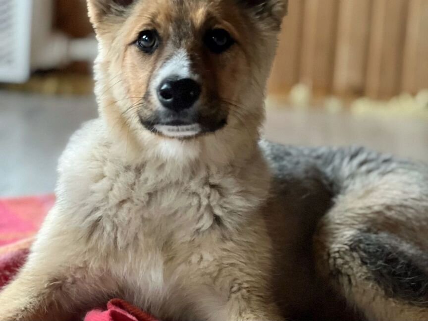 Щенок в добрые руки бесплатно