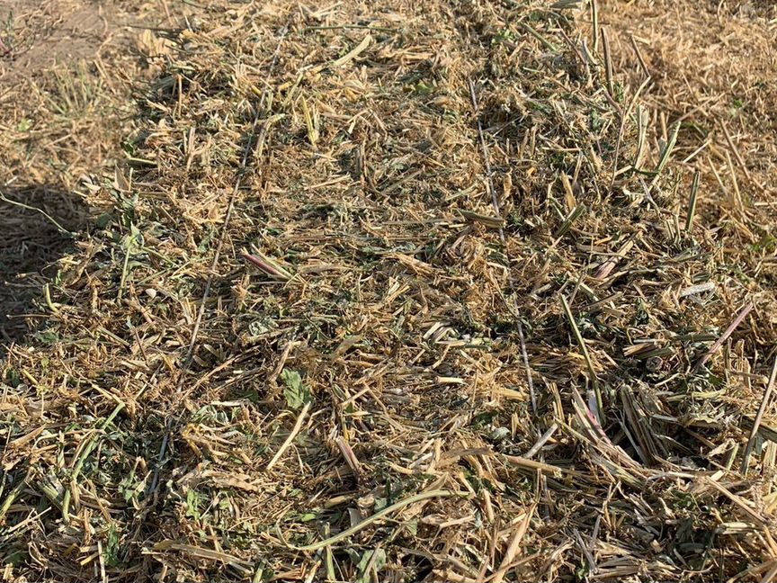 Солома гороховая