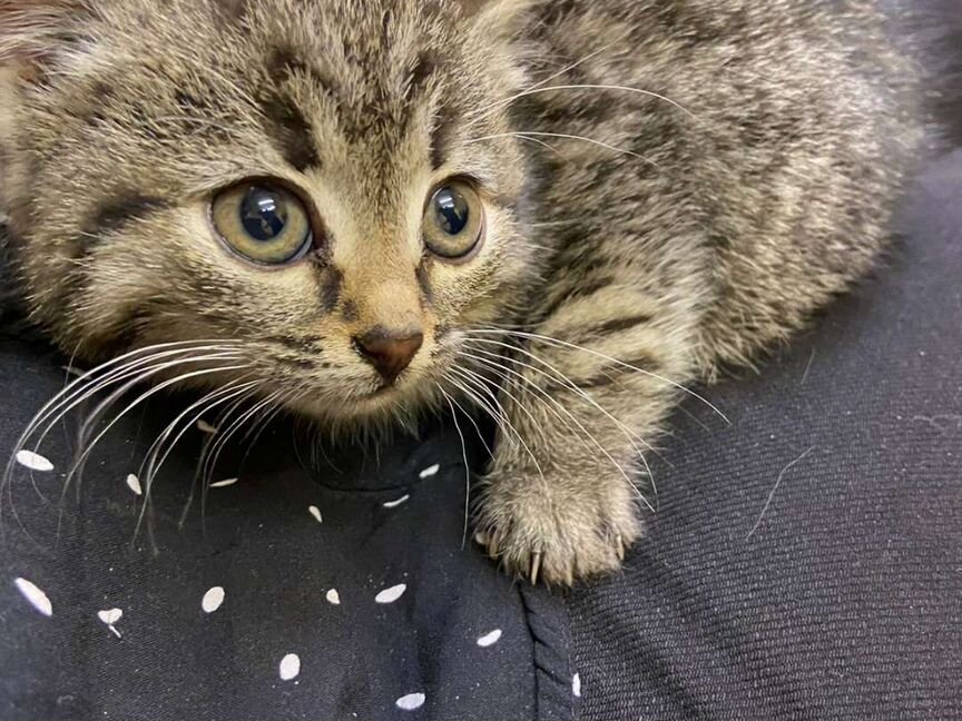 Котенок из подвала,бездомный котенок,полосатый кот