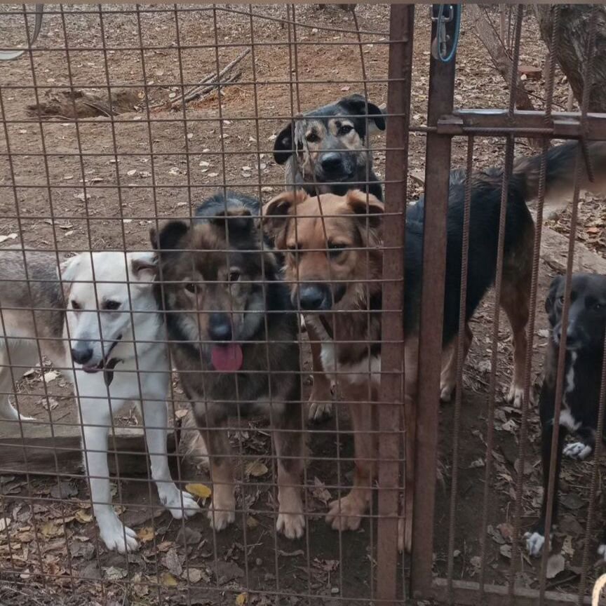 Ты можем помочь этим хвостикам