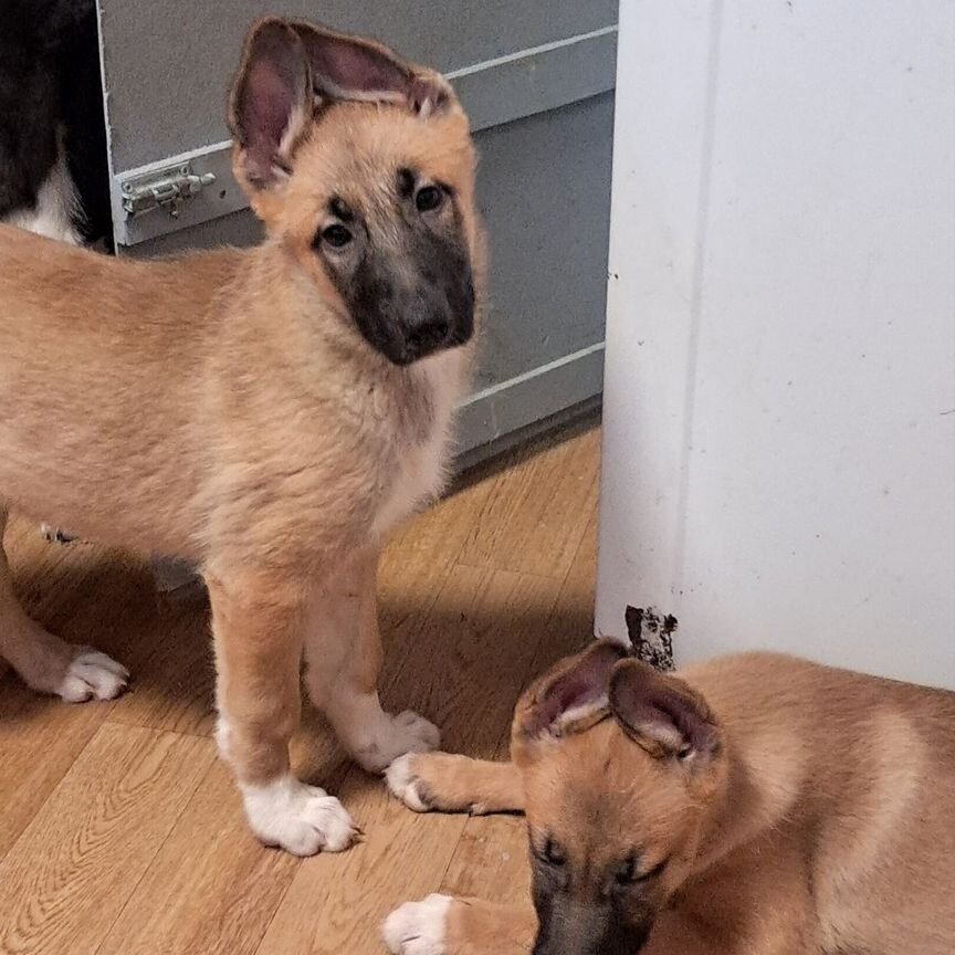 Щенки овчарки