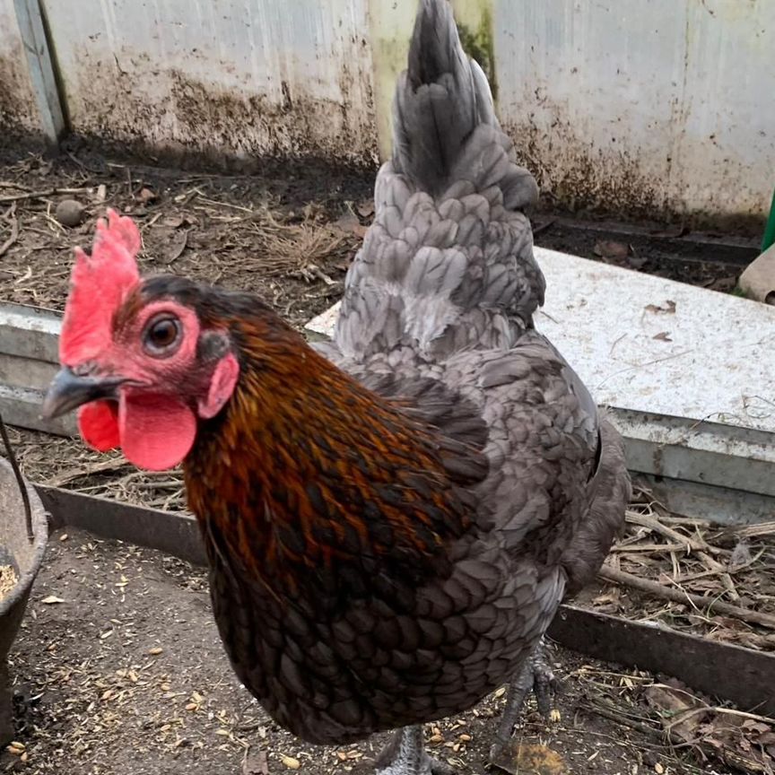 Курочки несушки