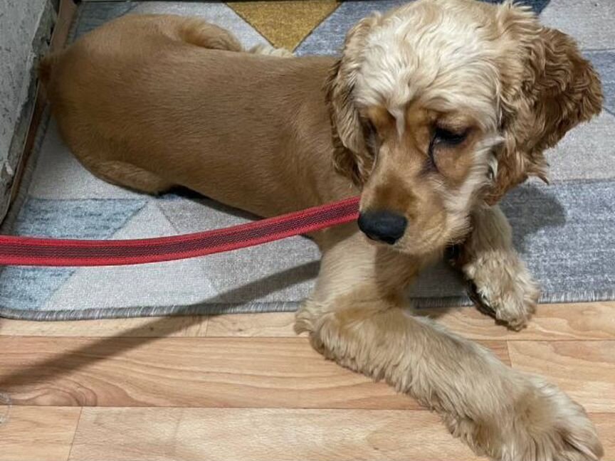 Щенок кокер спаниеля