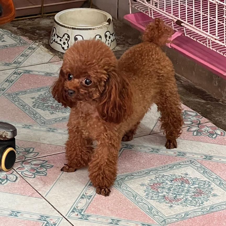 Микро тедди пудель 1 кг. Импорт