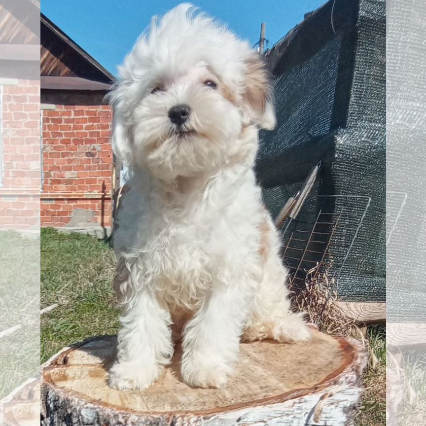 Мальтипу, щенок