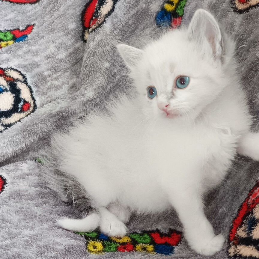 Баксик рэгдолл