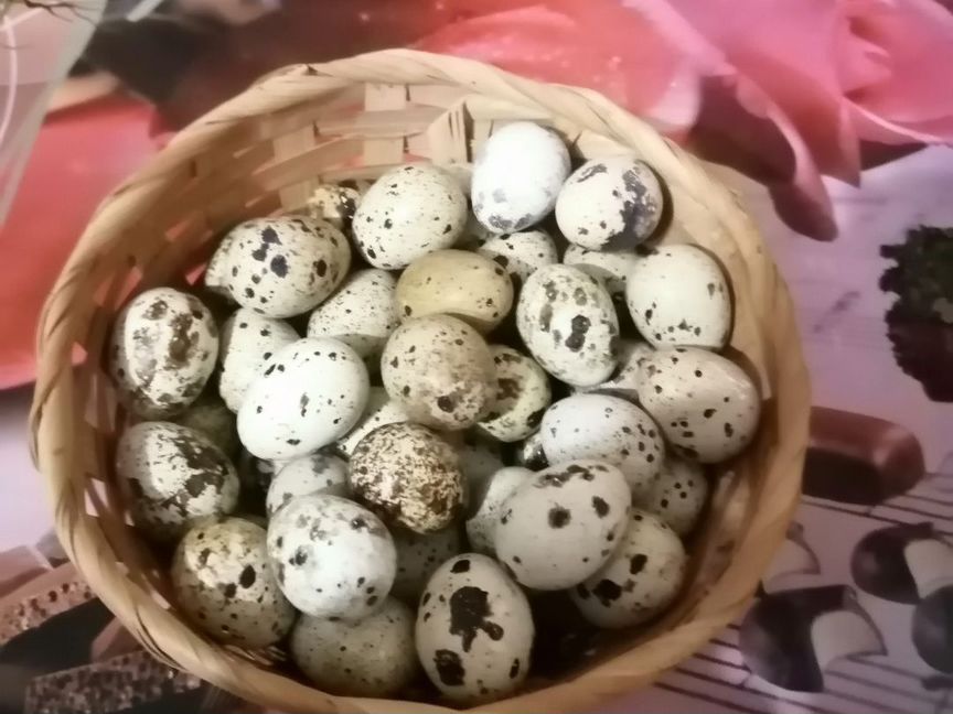 Яйца перепелиные