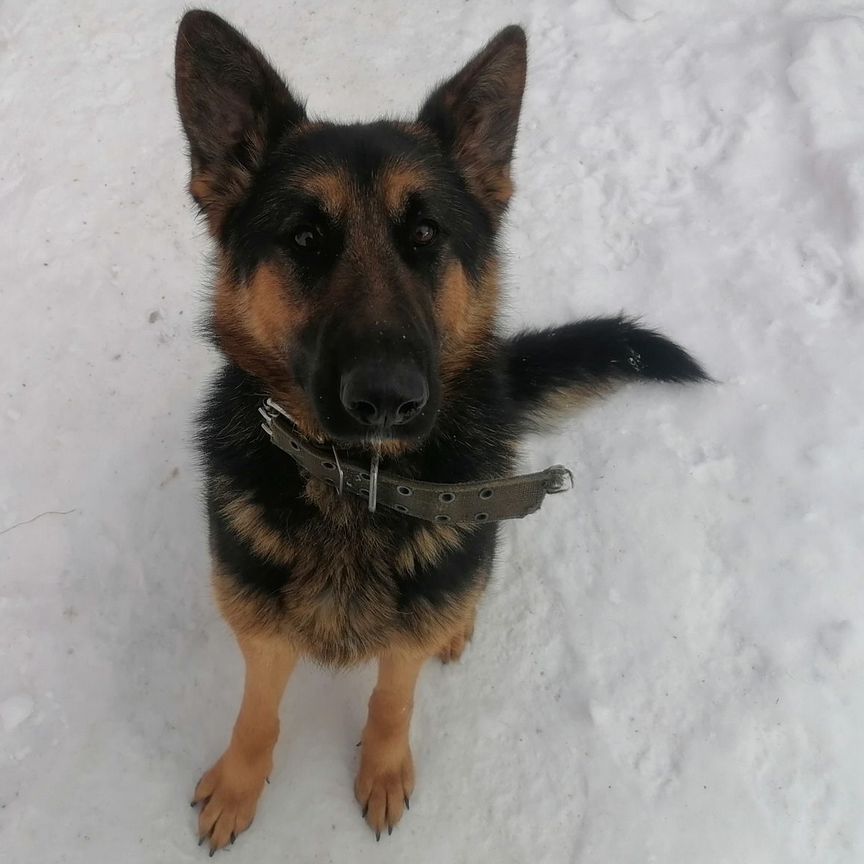 Немецкая овчарка, щенок