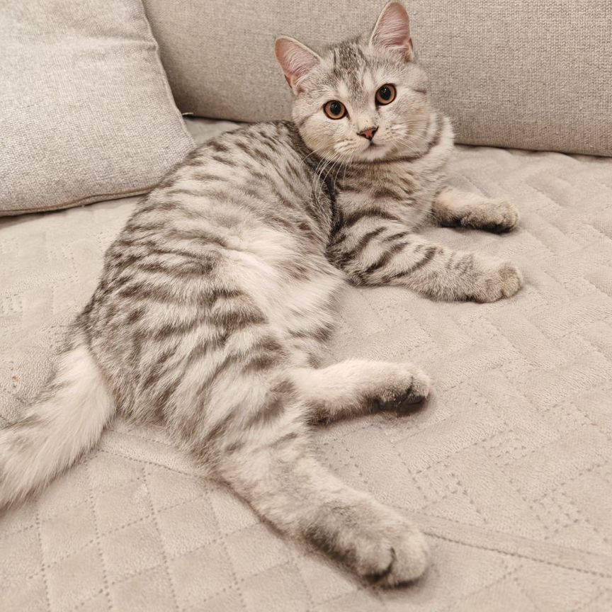 Шотландский вислоухий короткошёрстный котёнок