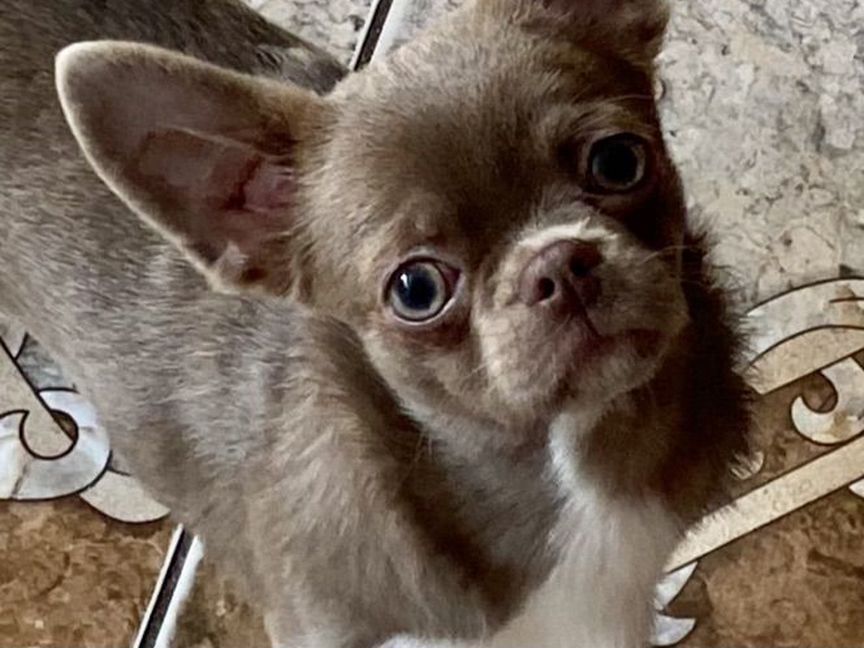 Вязка.Лиловый кобелек