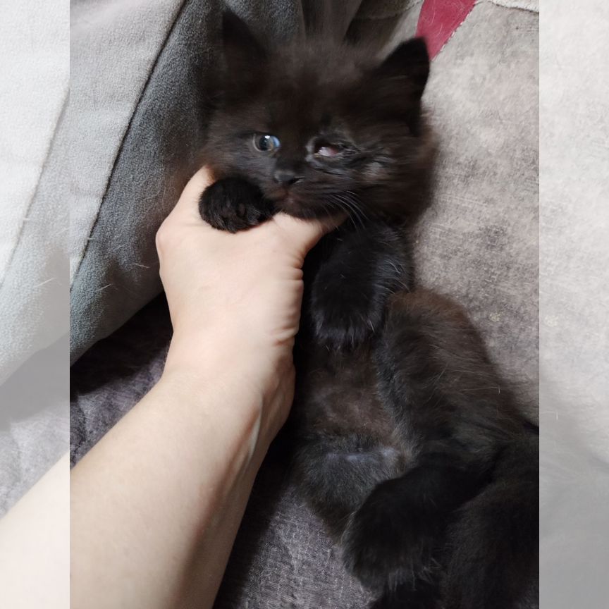Котенок девочка