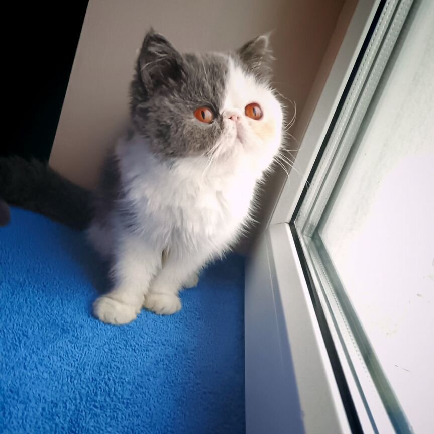 Голубая с белым котенок