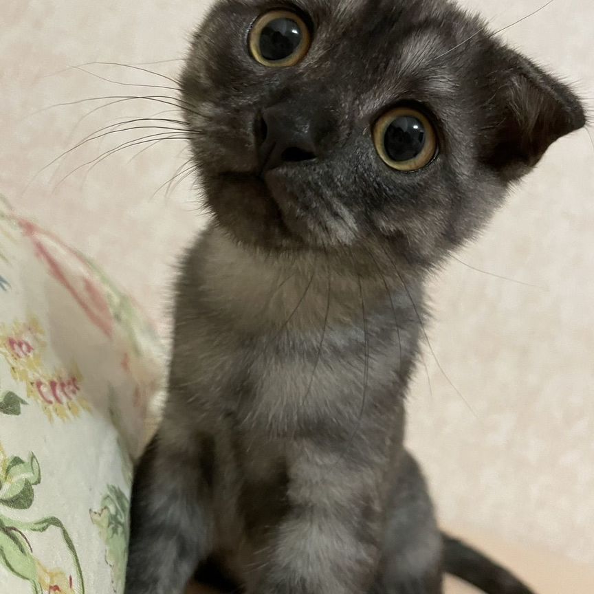 Шотландский вислоухий кот бесплатно
